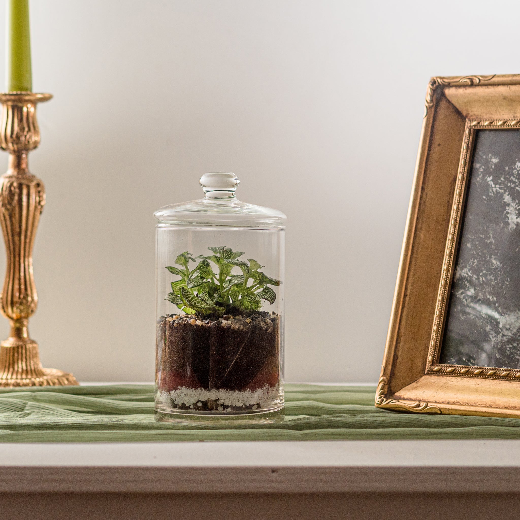 Terrarium Magia – La Scatola di Ward